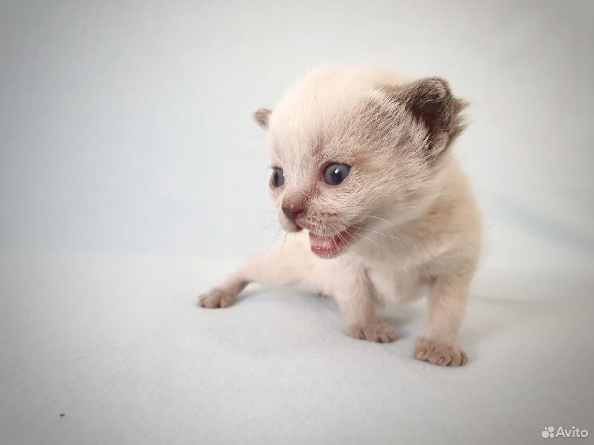 Белоснежка в поисках счастья