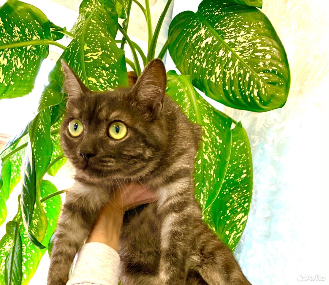 Котик Филенька