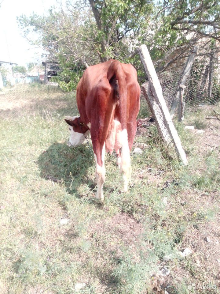 Корова и тёлка