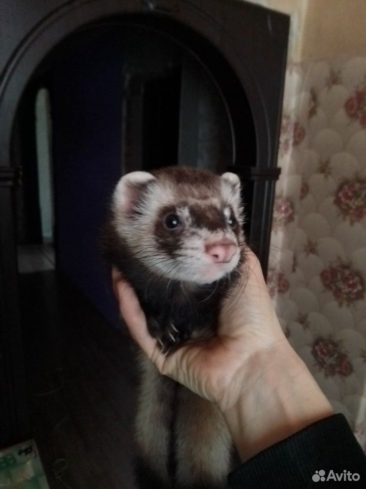 Хорек