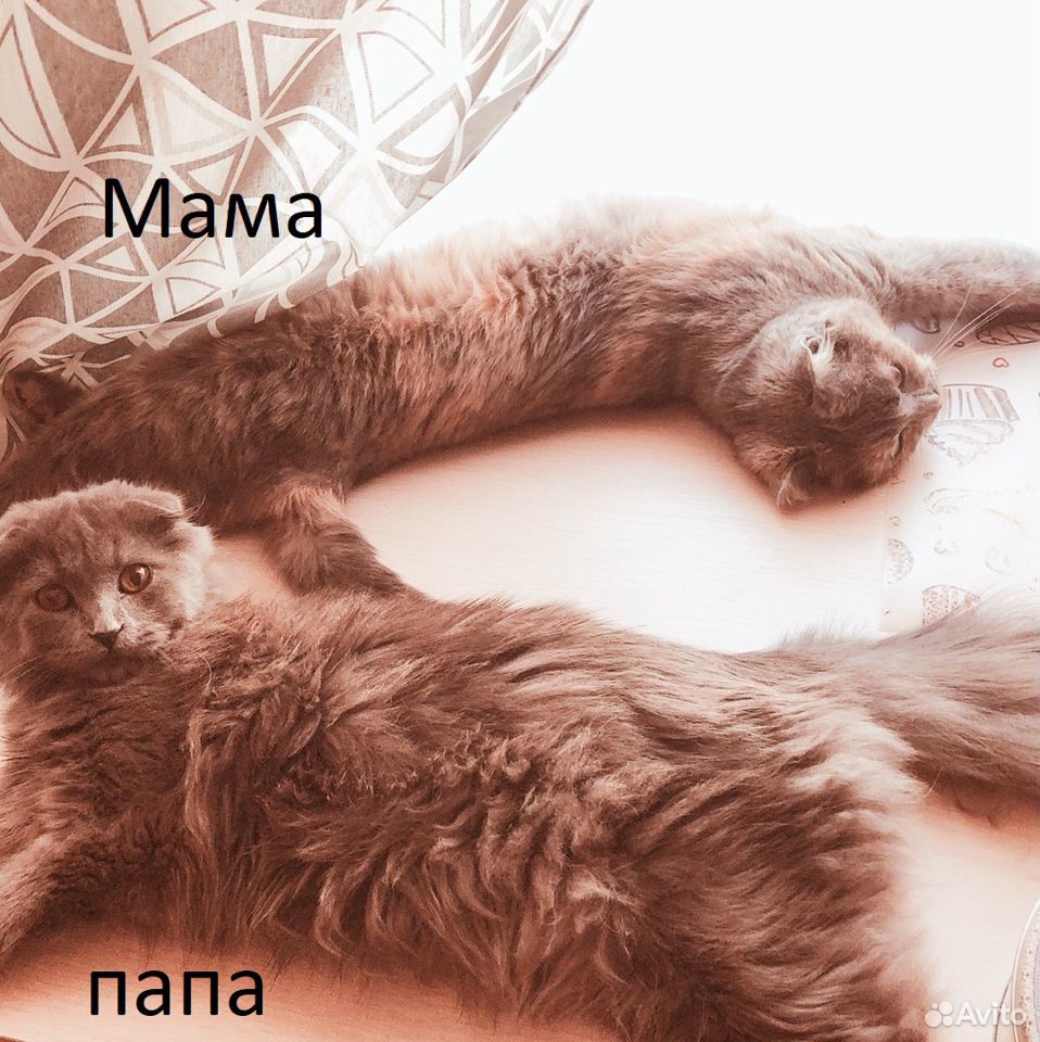 Котята