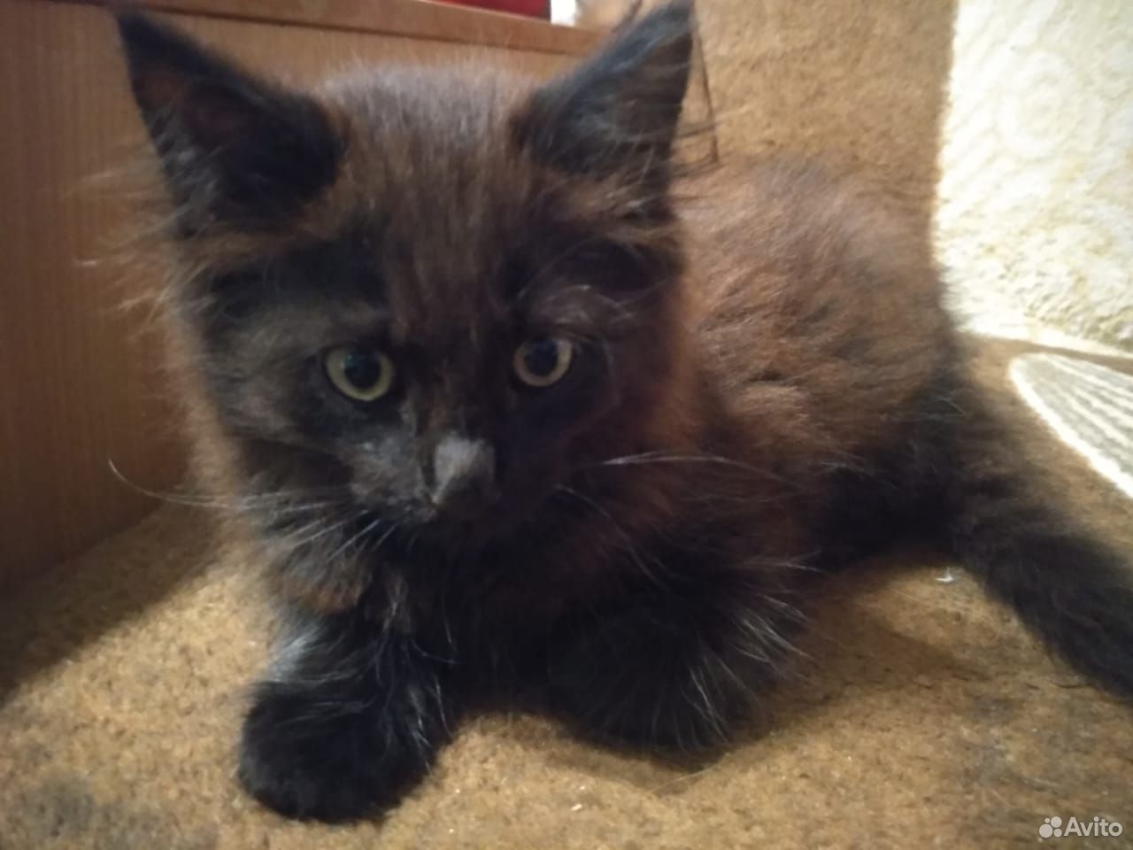 Милый котенок. Мягкий, ласковый, умный