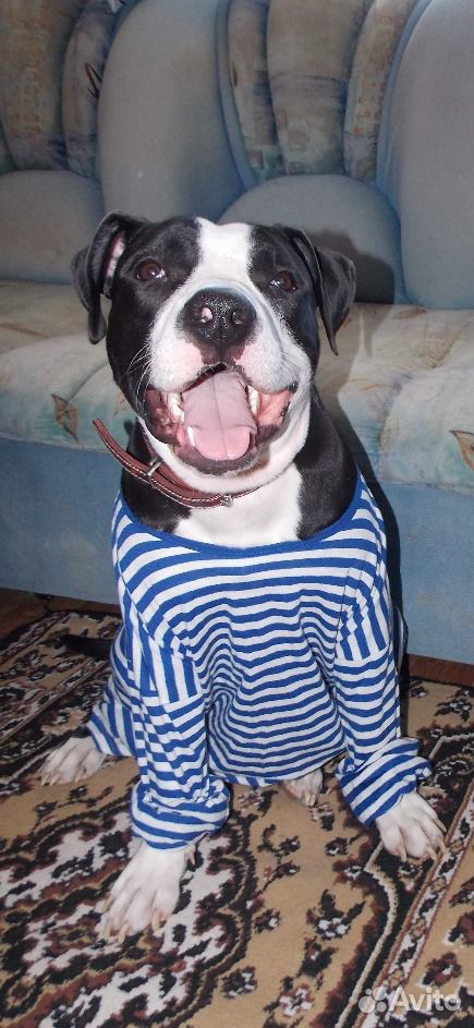 Отдам собаку