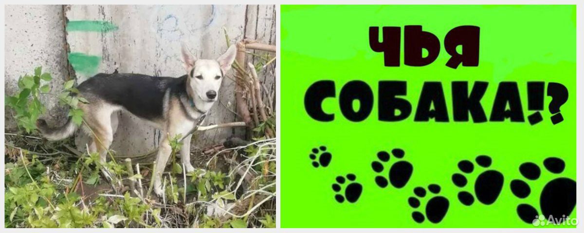 Отдам собаку