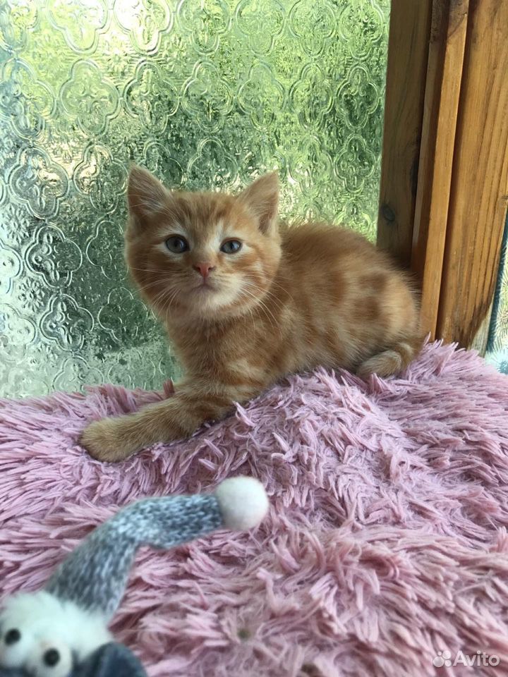 Котёнок мальчик