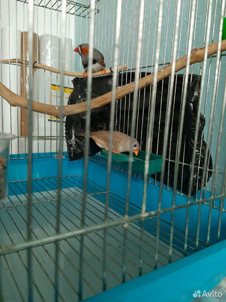 Экзотические птицы