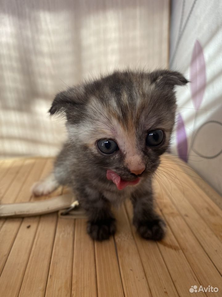 Вислоухие котята