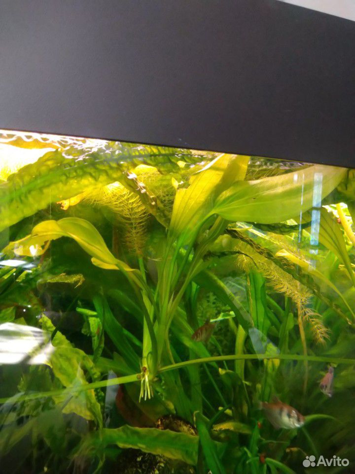 Echinodorus
