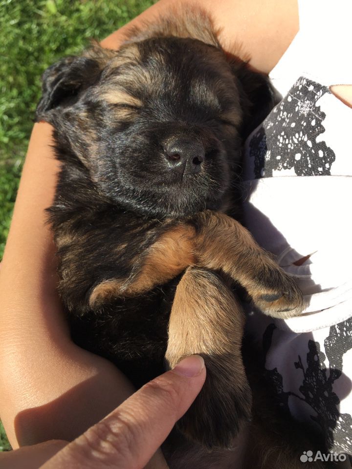 Пёс с тяжёлой судьбой