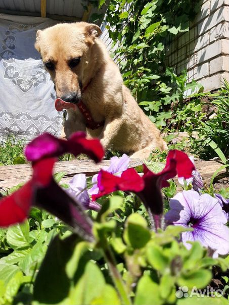 Собака стенилизованная