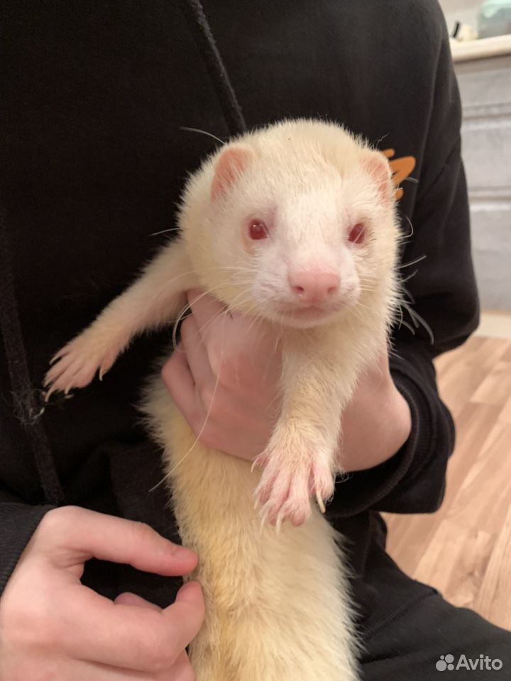 Хорек альбинос