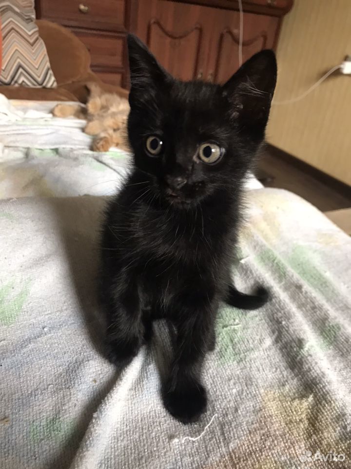 Кошка