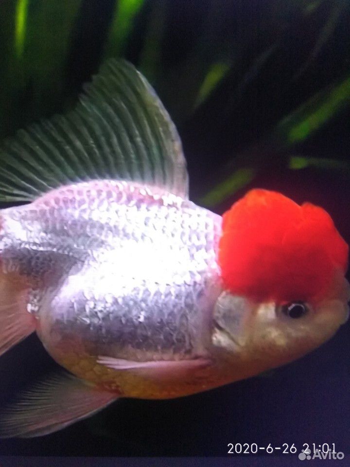 Аквариумные рыбки