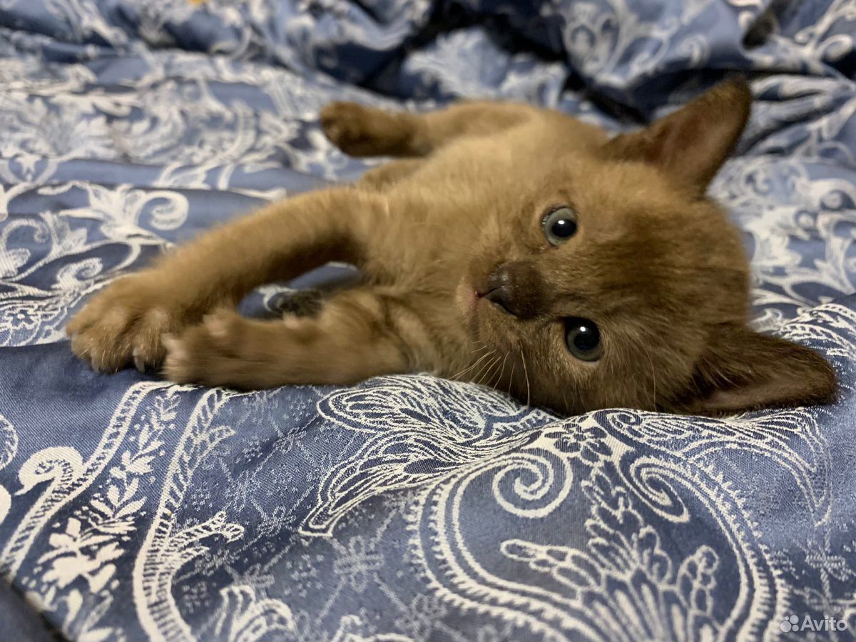 Бурманские котятки