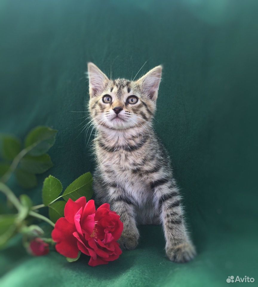 Полосатый мальчик ищет семью