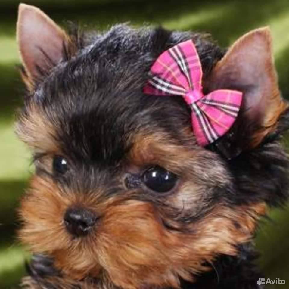 Йоркширский терьер