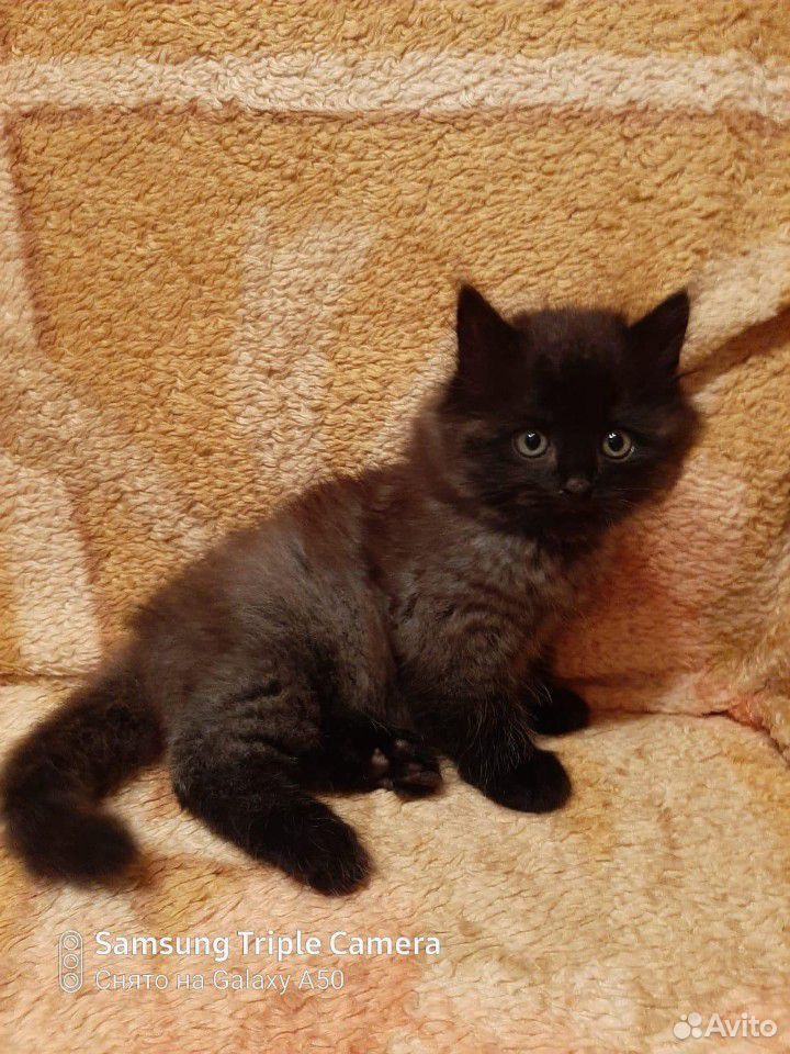 Котёнок Крош в добрые руки