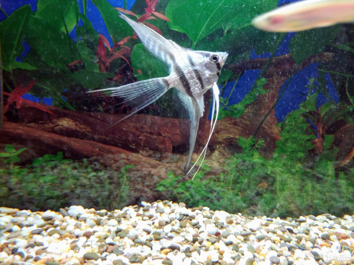 Разные аквариумные рыбы