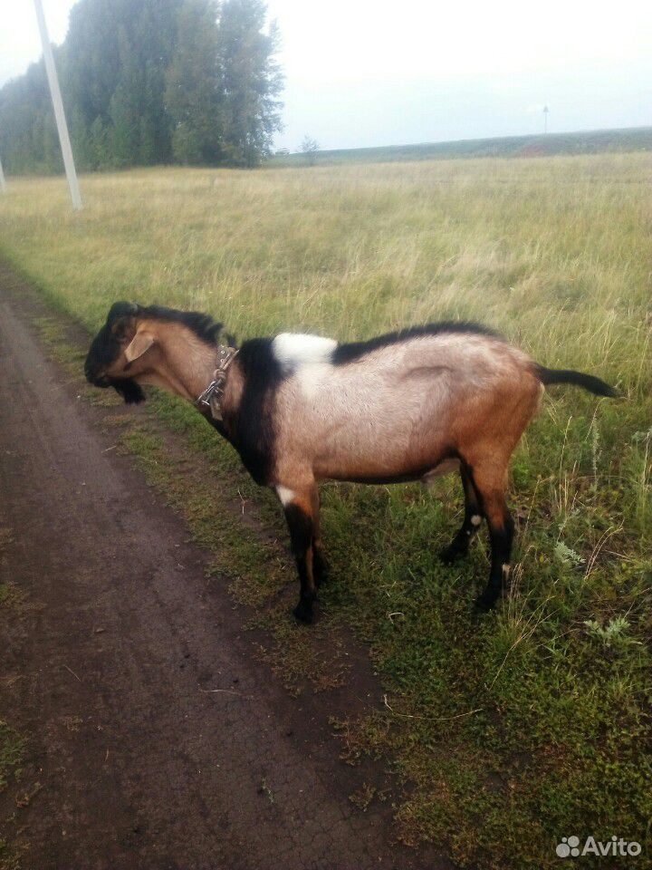 Козёл на продажу