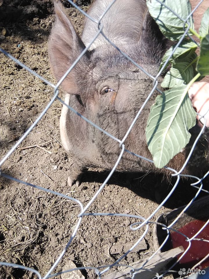 Молодой хряк