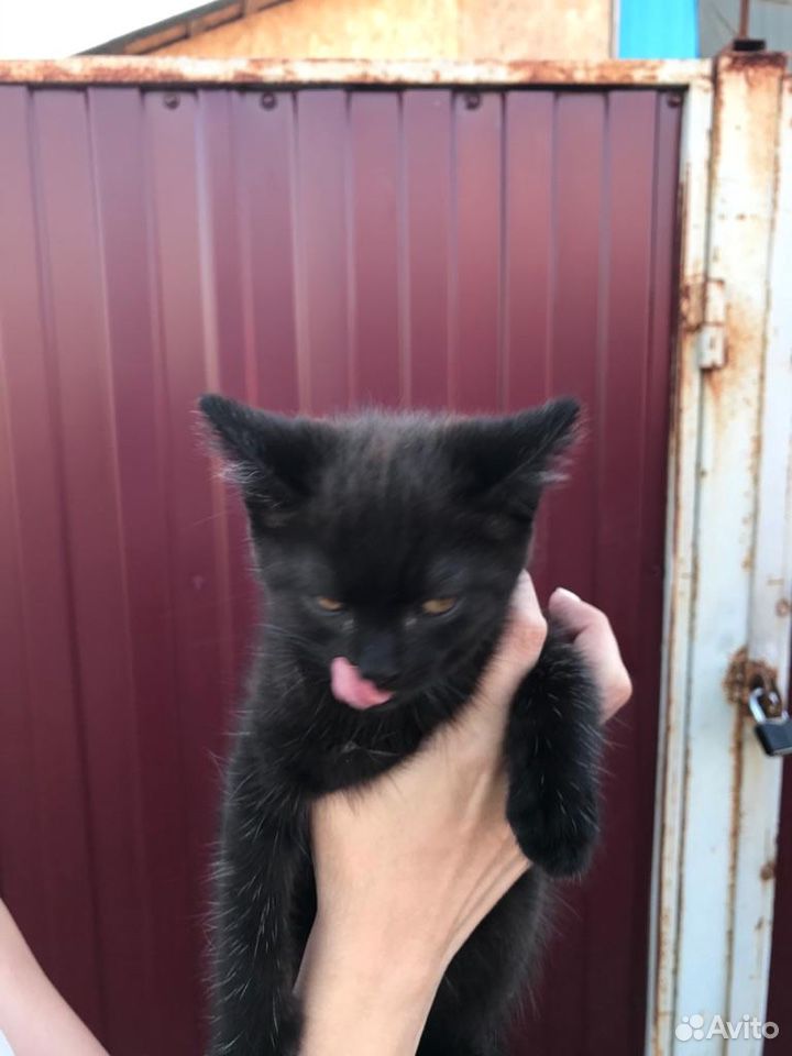 Котенок ищет дом