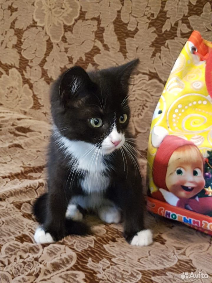 Маришка - котенок в семью