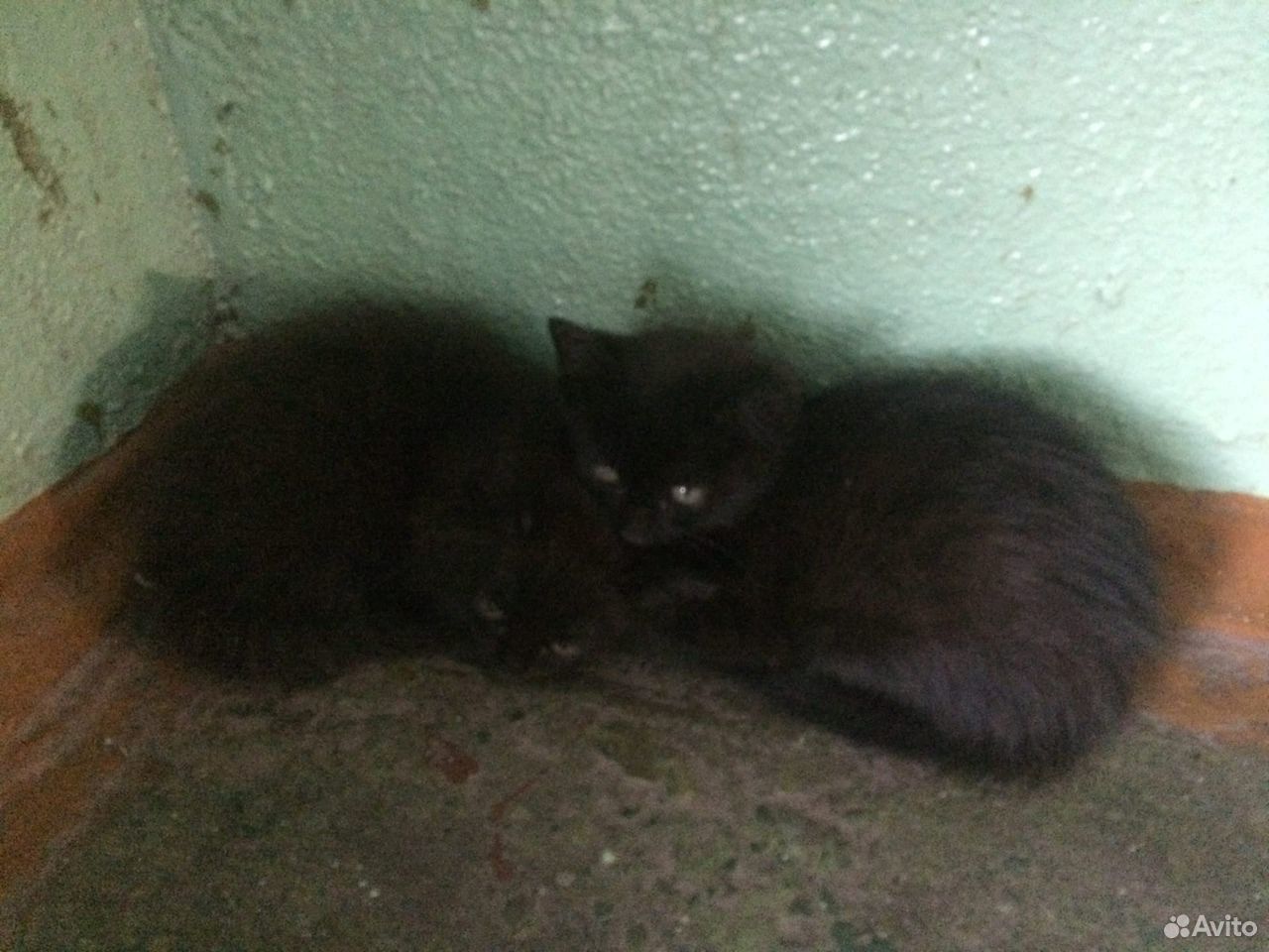 Отдам котят
