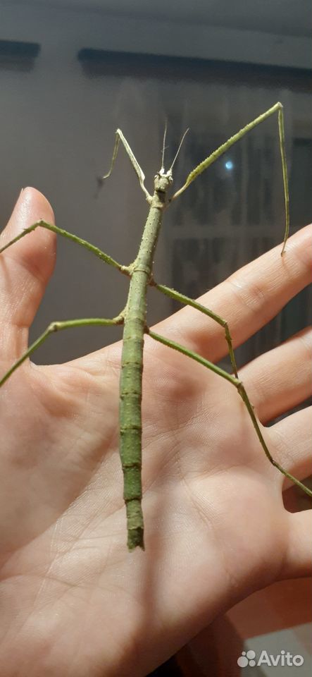 Палочник аннамский. Подрощенные особи как на фото
