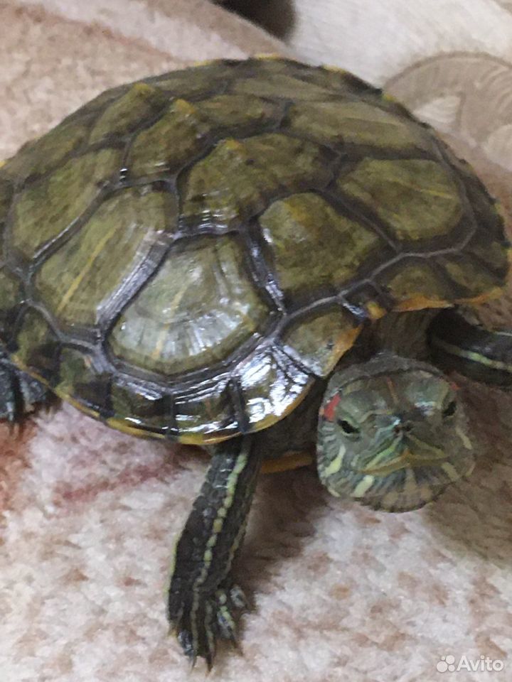 Черепаха красноухая