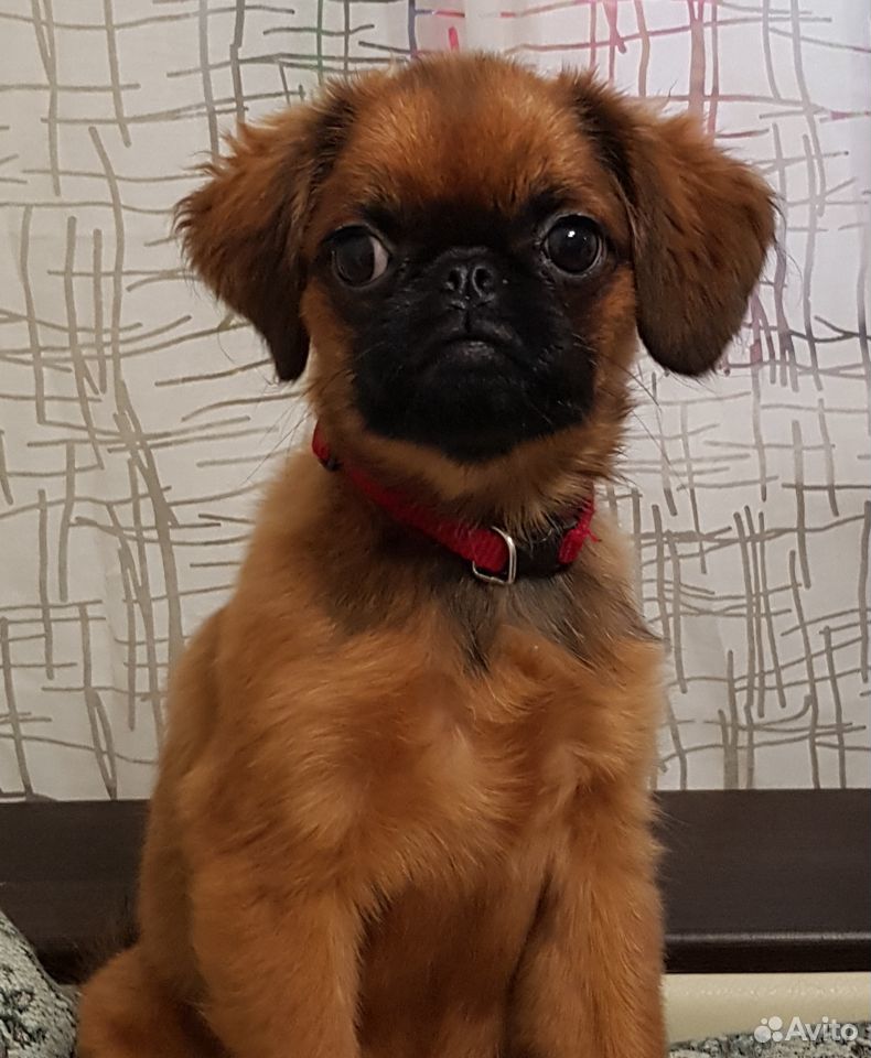 Брабочка рыжая