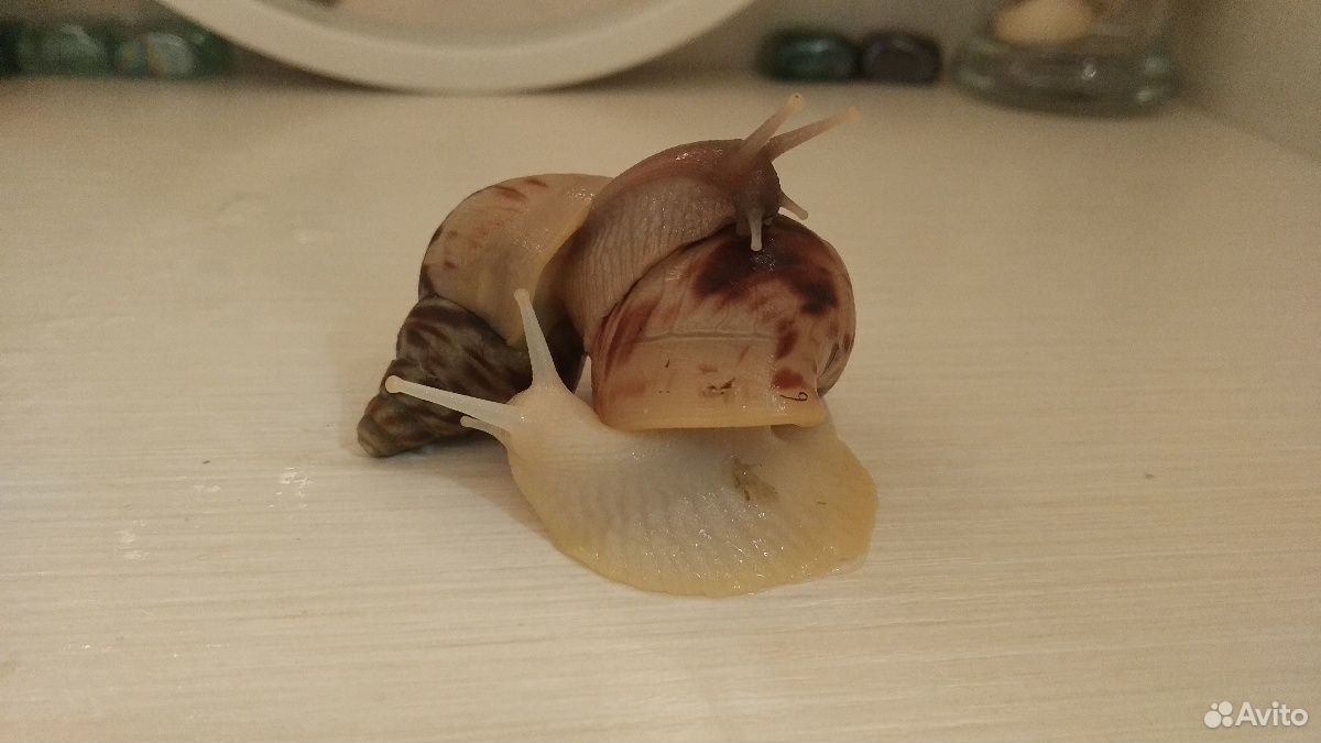 Улитка Ахатина Ретикулята