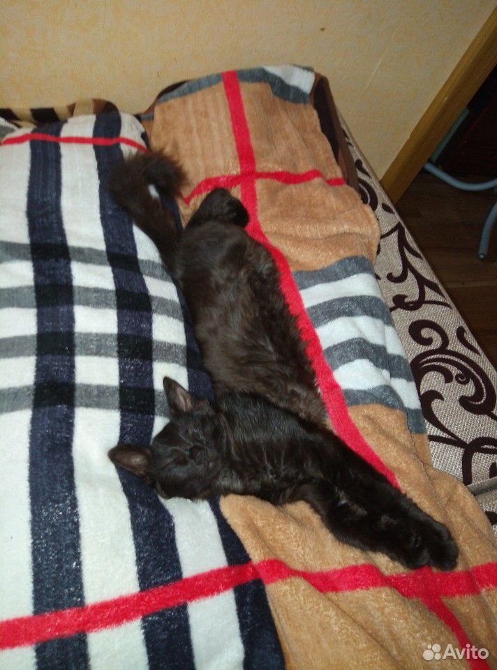 Ангорский кот