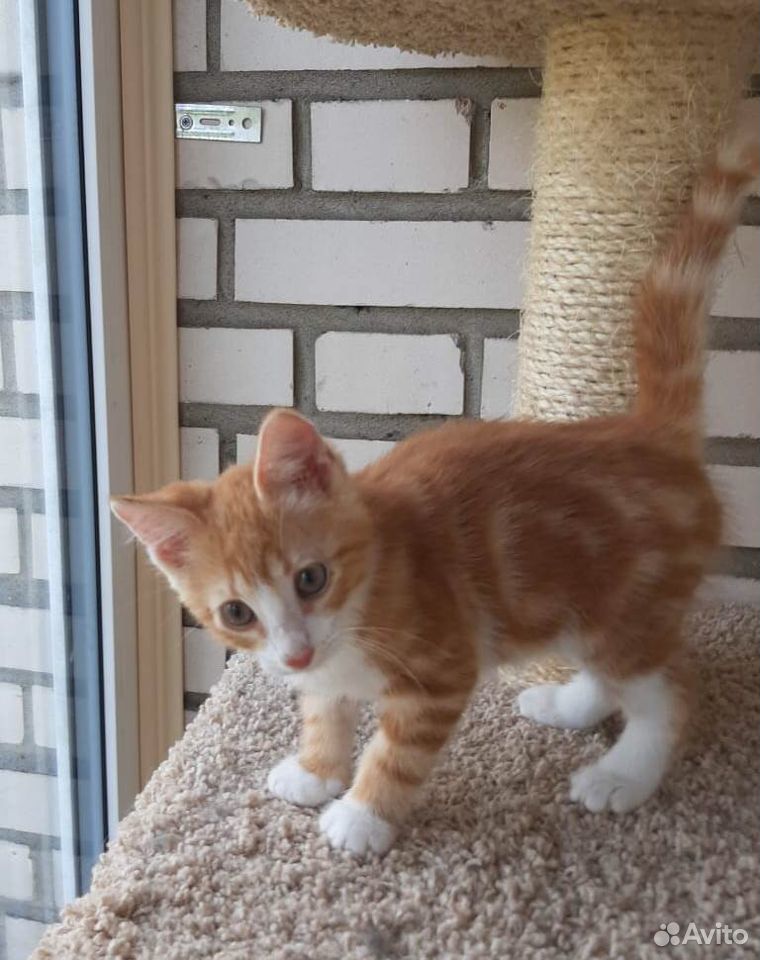 Супер кроха ищет дом