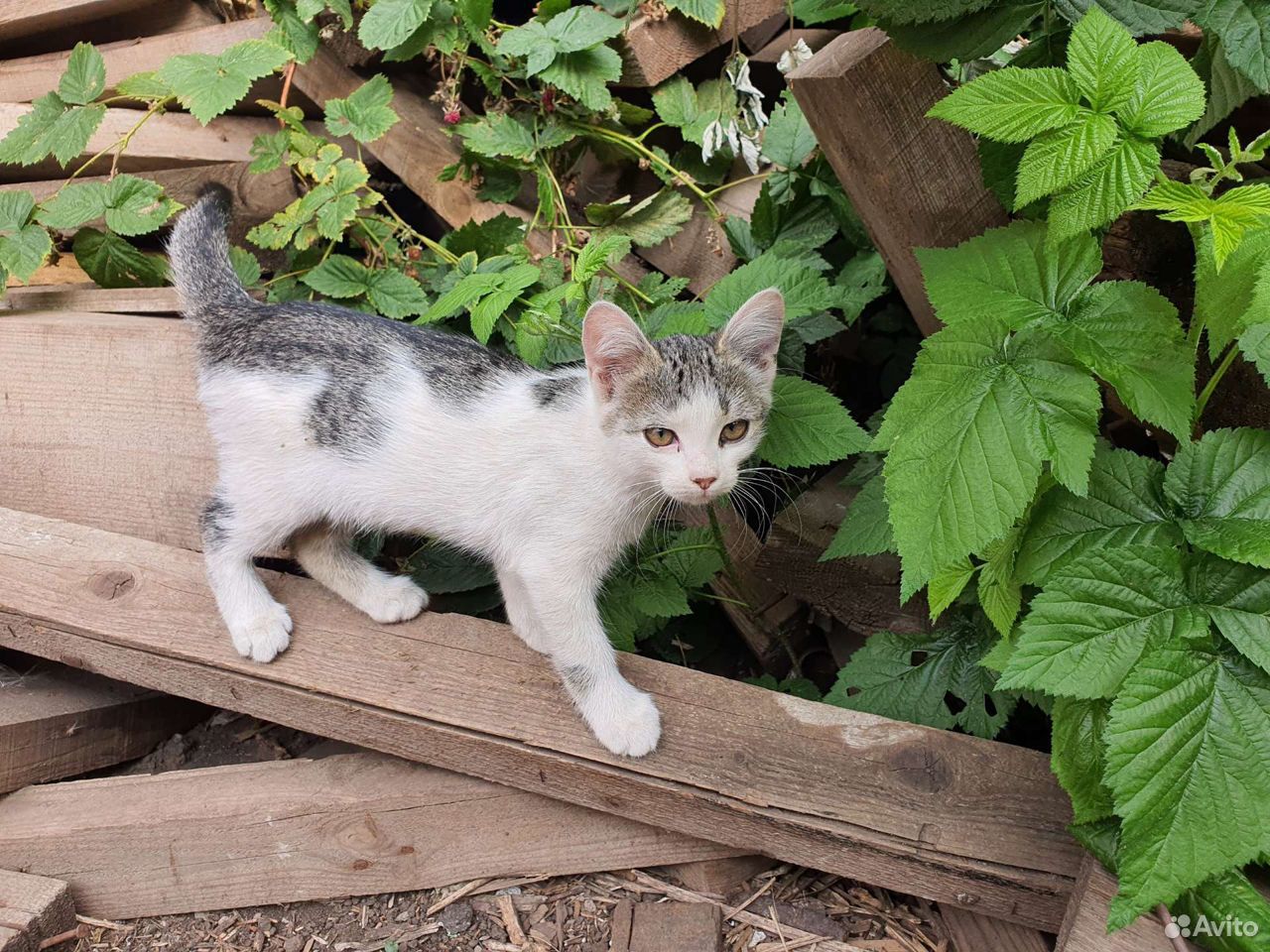 Отдам котят от кошки крысыловки