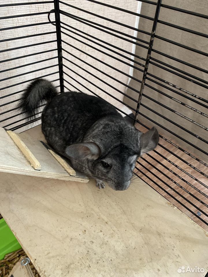 Девочка шиншилла