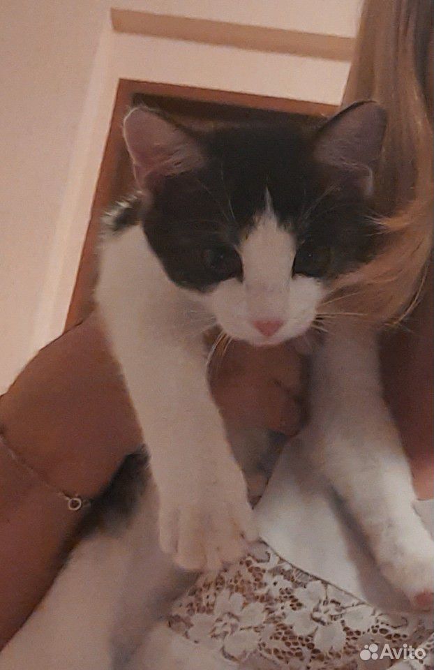 Кошка