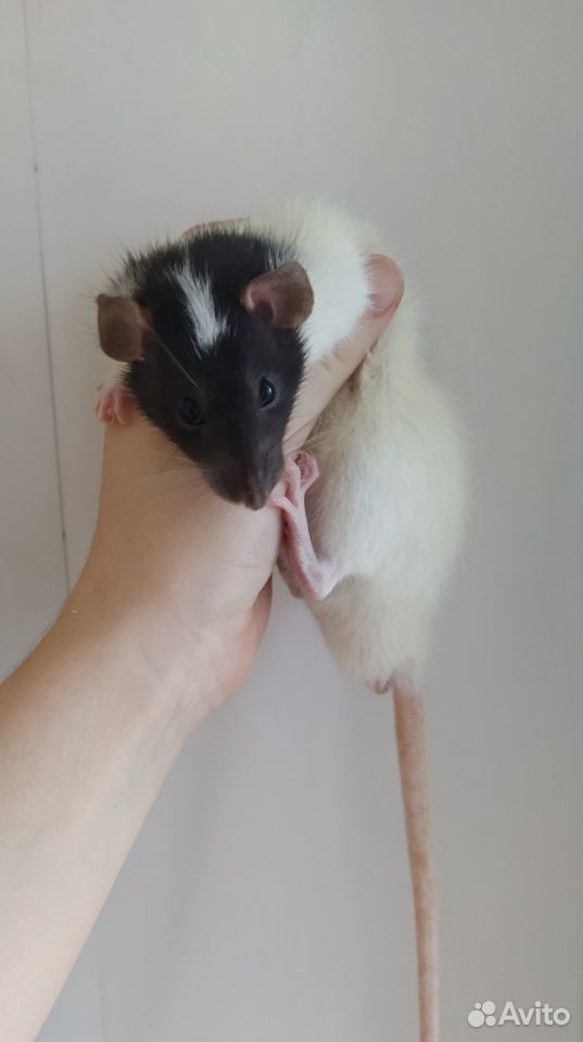 Крысы кормовые