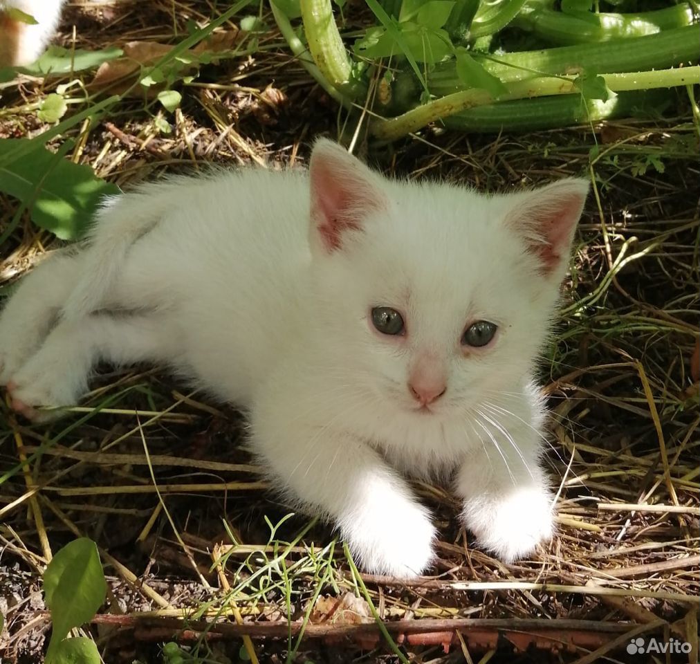 Крошки котята