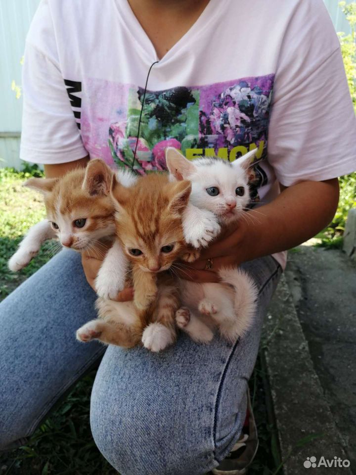 Котята
