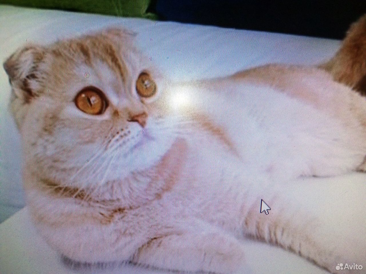 Шотландская вислоухая красавица Снежана