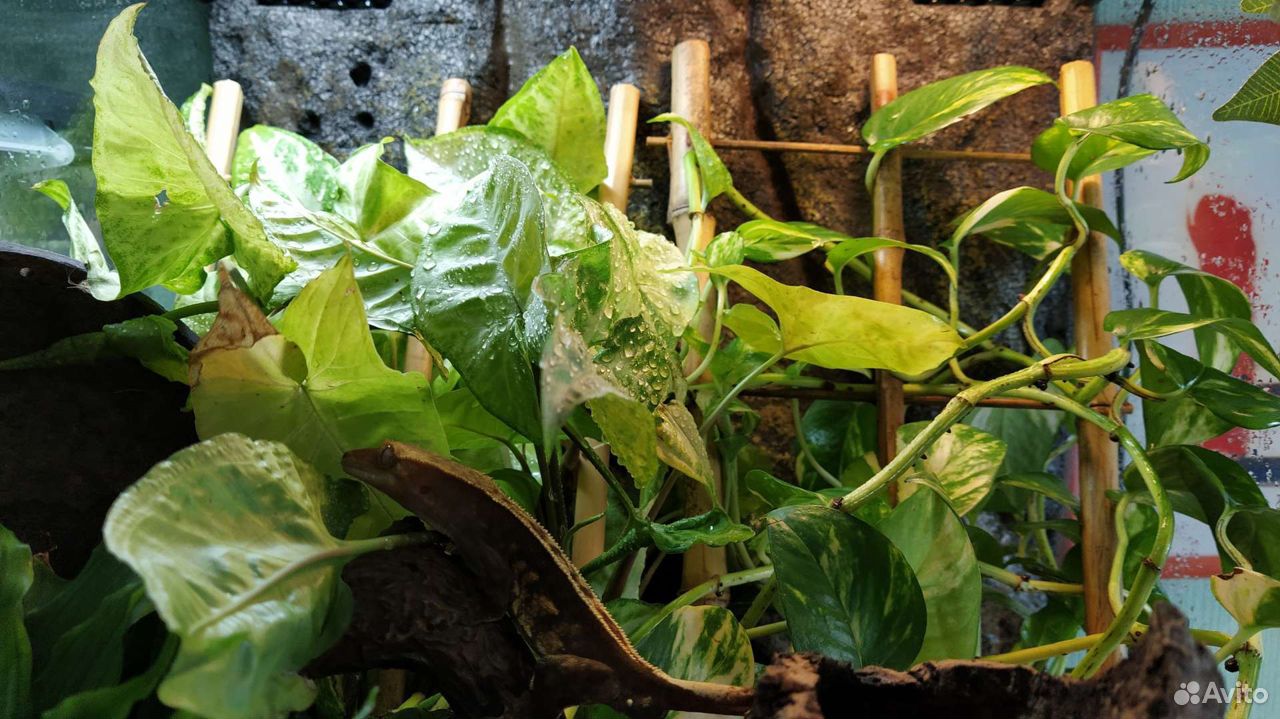 Самец реснитчатого бананоеда Pinstripe