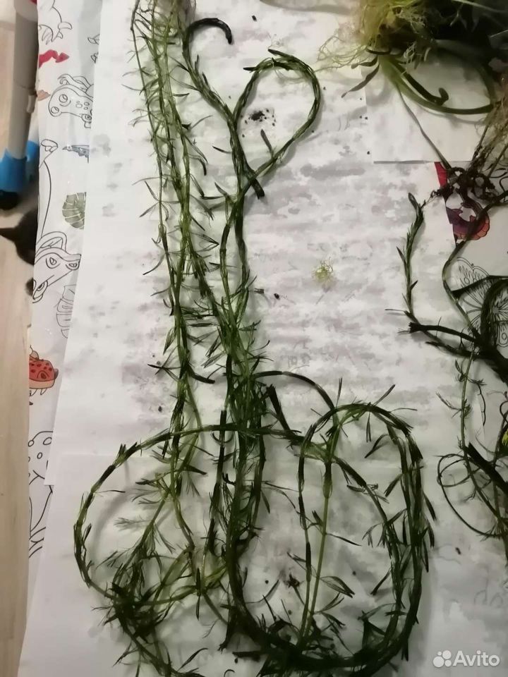 Прополка