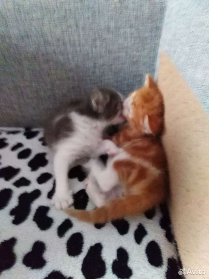 2 брата котенки ищут новый дом