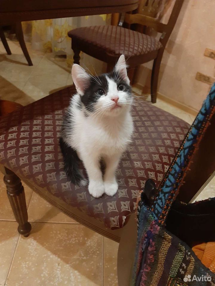Котёнок, кошечка, котята