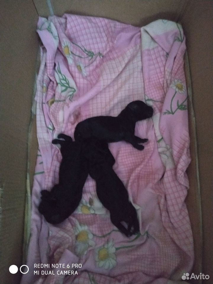 Щенки пуделя