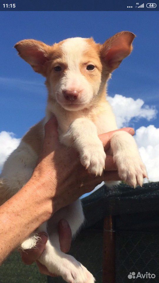 Красотка неземная 2 месяца