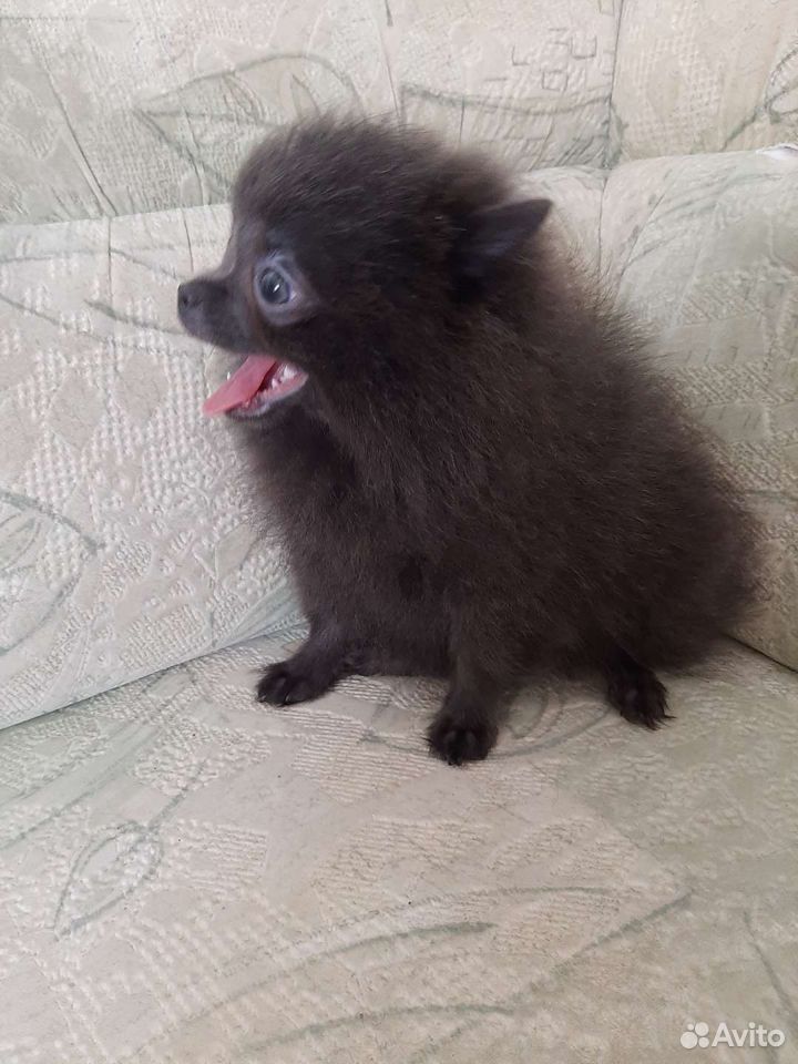 Голубая девочка