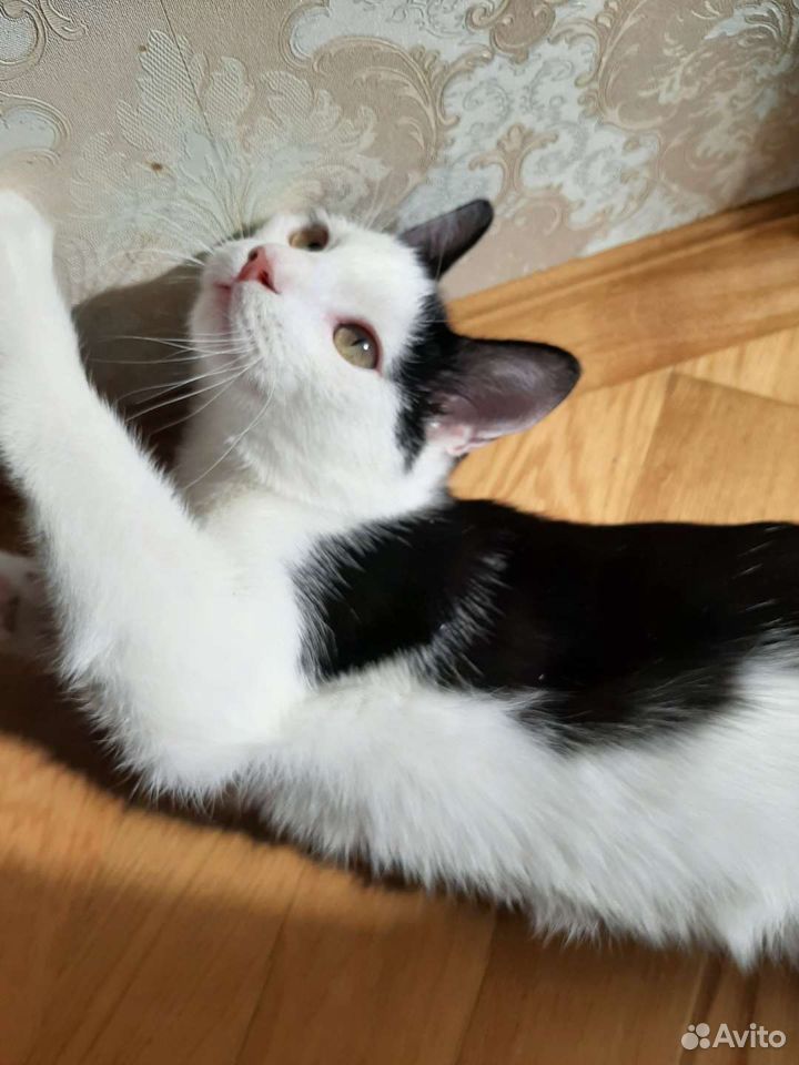 Сверхласковый молоденький котик в дар 4 мес