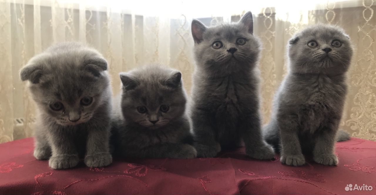 Британские котята