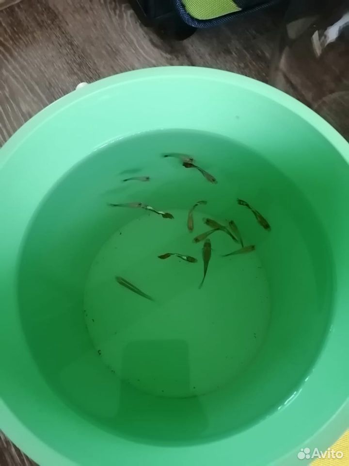 Отдам даром рыбок гуппи